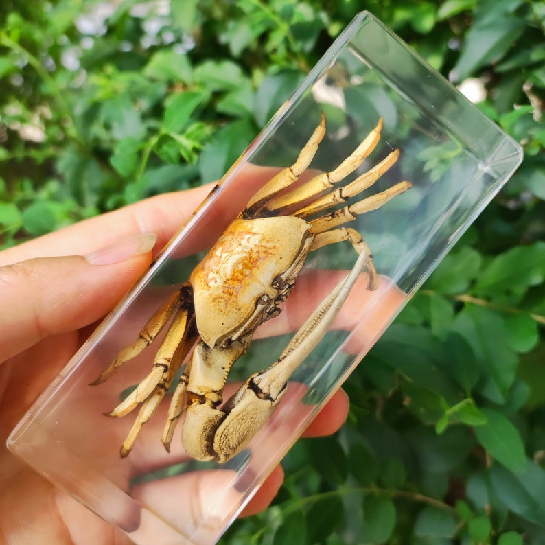 Natural Arc Edge Fiddler Crab Taxidermy in Transparent Lucite Block ...