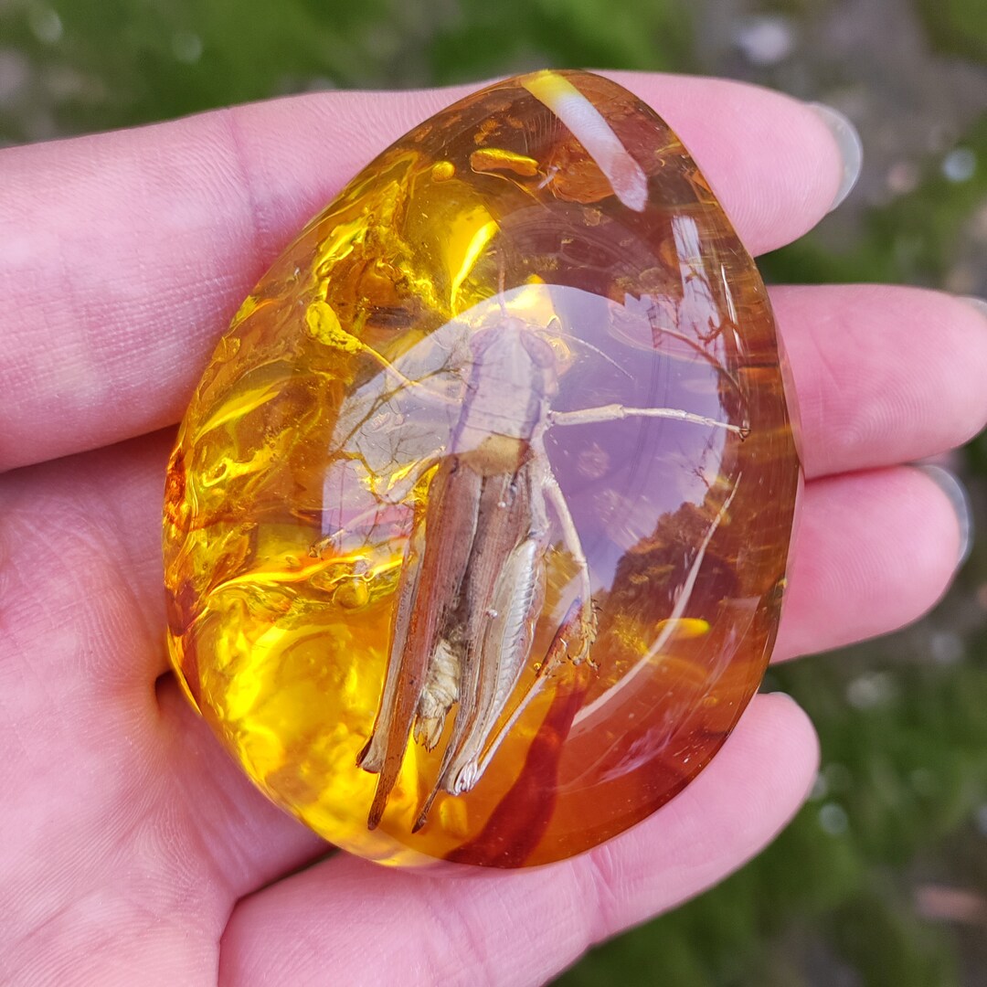 Get 1 Real Locust ,grasshoppertaxidermy in Resin Block Charms ...