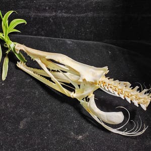 Get 1 Real Fish Skeleton,fish Bone,fish Taxidermy,in Natural Fish Bone ...