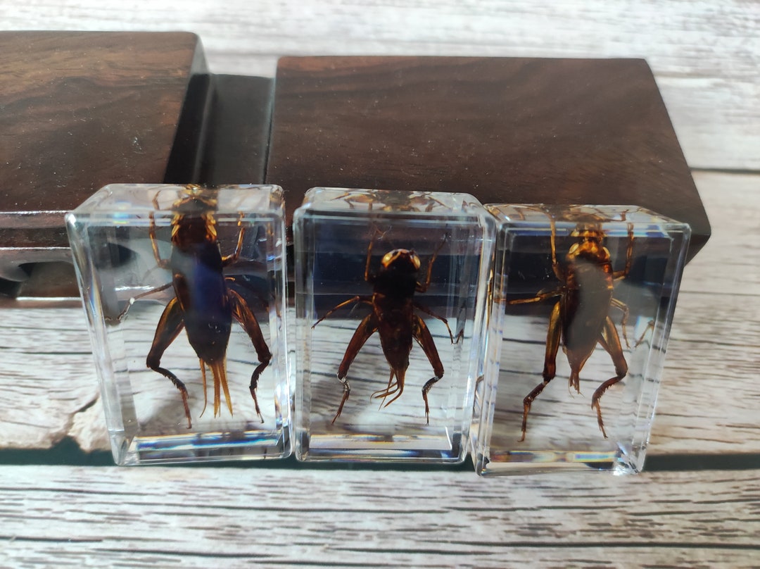 Get 1 Piece Real Insect Black Cricket Taxidermy in Green Resin Block ...