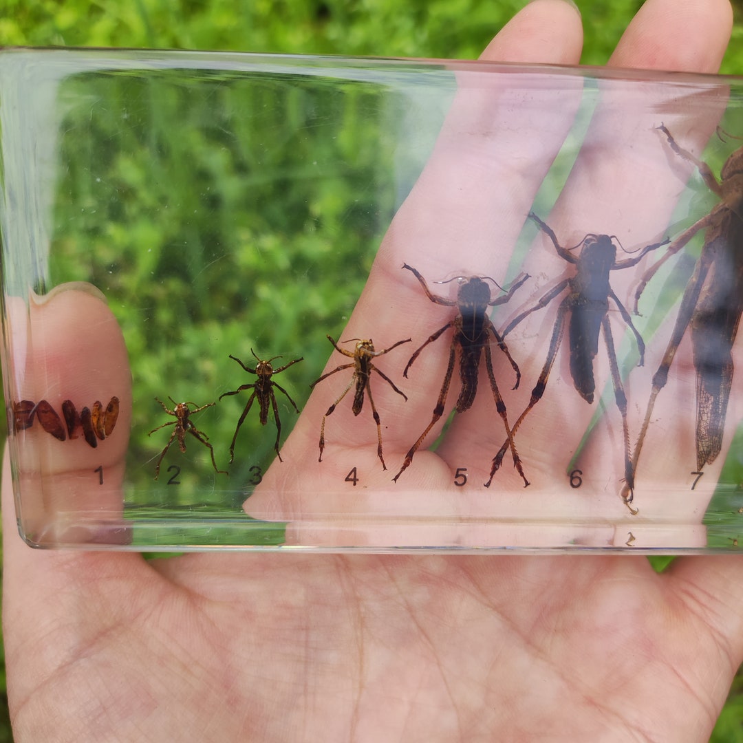 Real Locust Growth History Taxidermy in Resin Block Charms Transparent ...