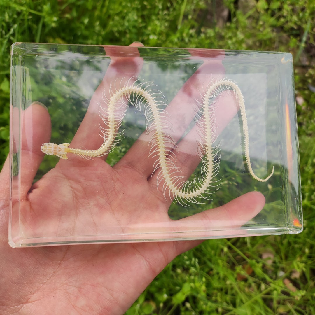 Get 1 Real Snake Skeleton Taxidermy in Resin Block Charms Transparent ...