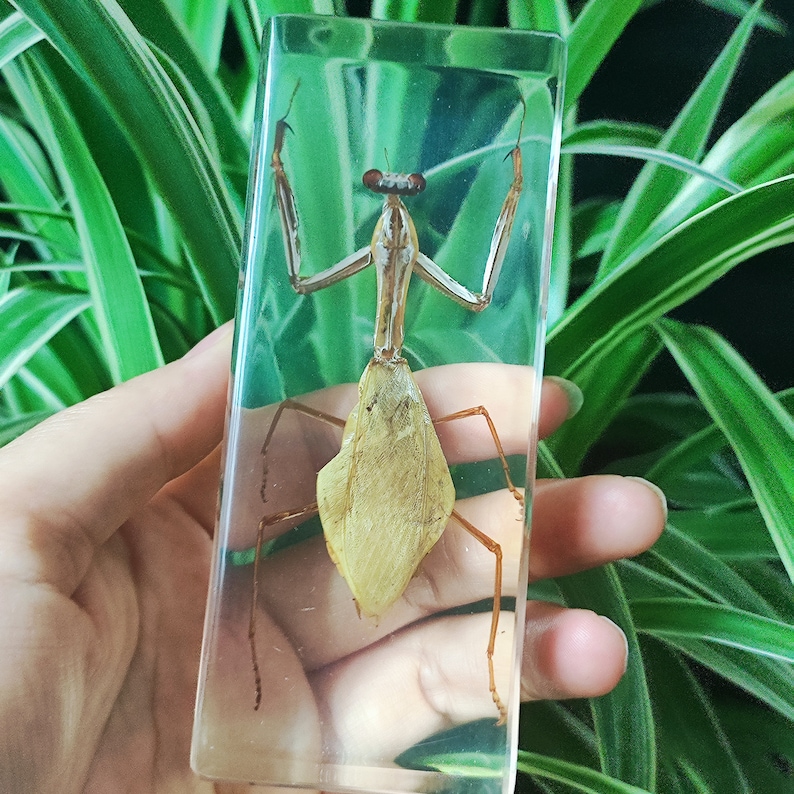 Get 1 Real Praying Mantis Taxidermy in Resin Block Charms Transparent ...