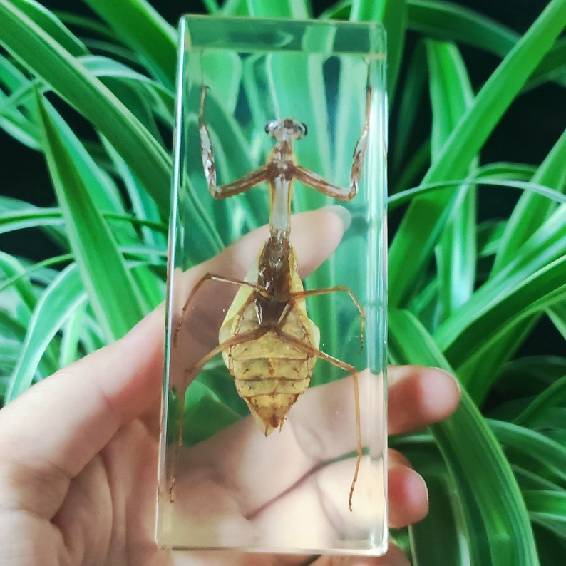 Get 1 Real Praying Mantis Taxidermy in Resin Block Charms Transparent ...