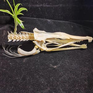 Get 1 Real Fish Skeleton,fish Bone,fish Taxidermy,in Natural Fish Bone ...