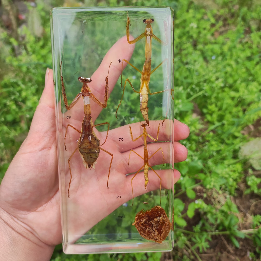 Get 1 Real Growth History of Mantis Taxidermy in Resin Block Charms ...