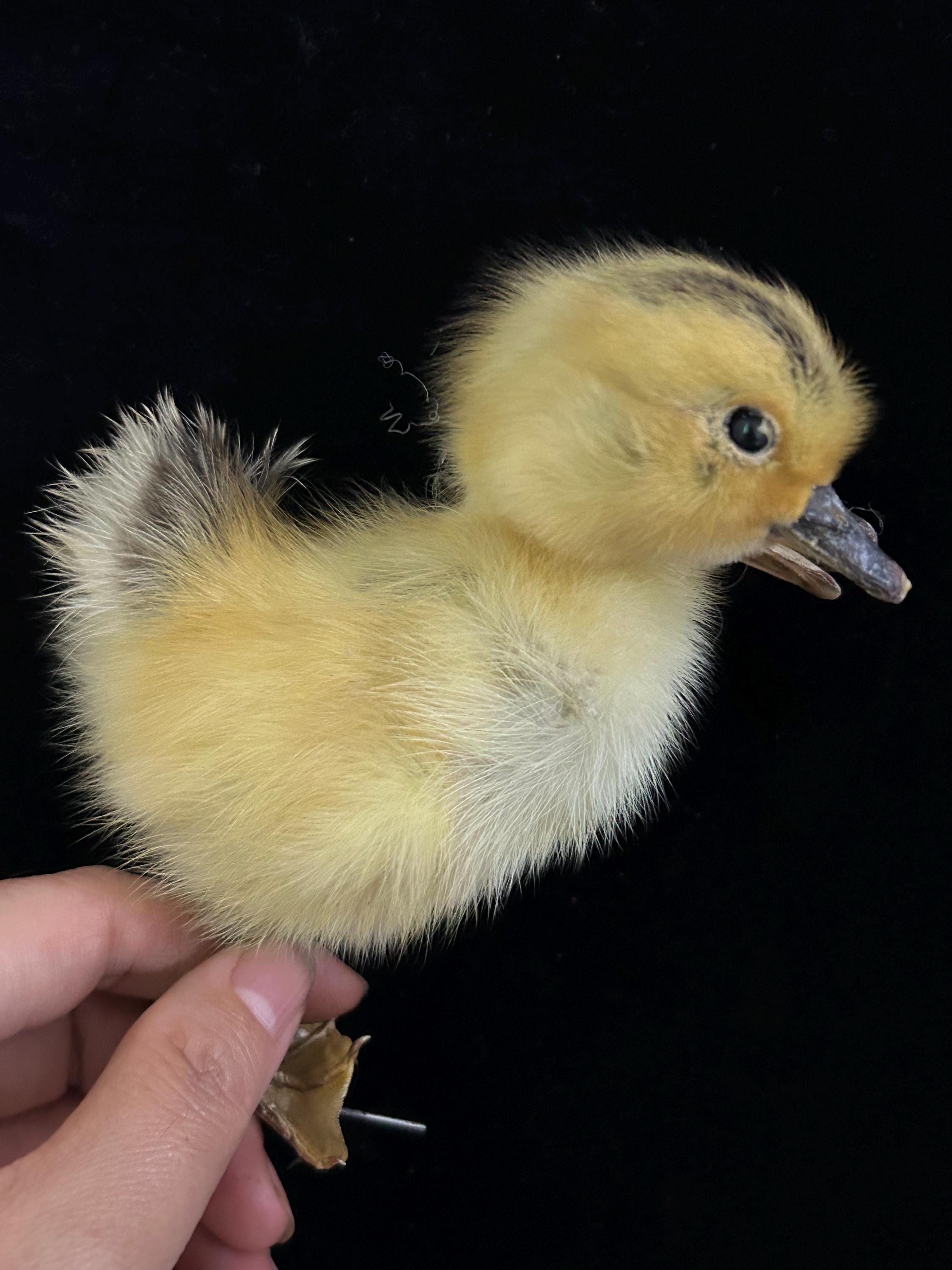 Taxidermy Duck Baby Duckling Yellow Duckling,real Baby Duck Oddities ...