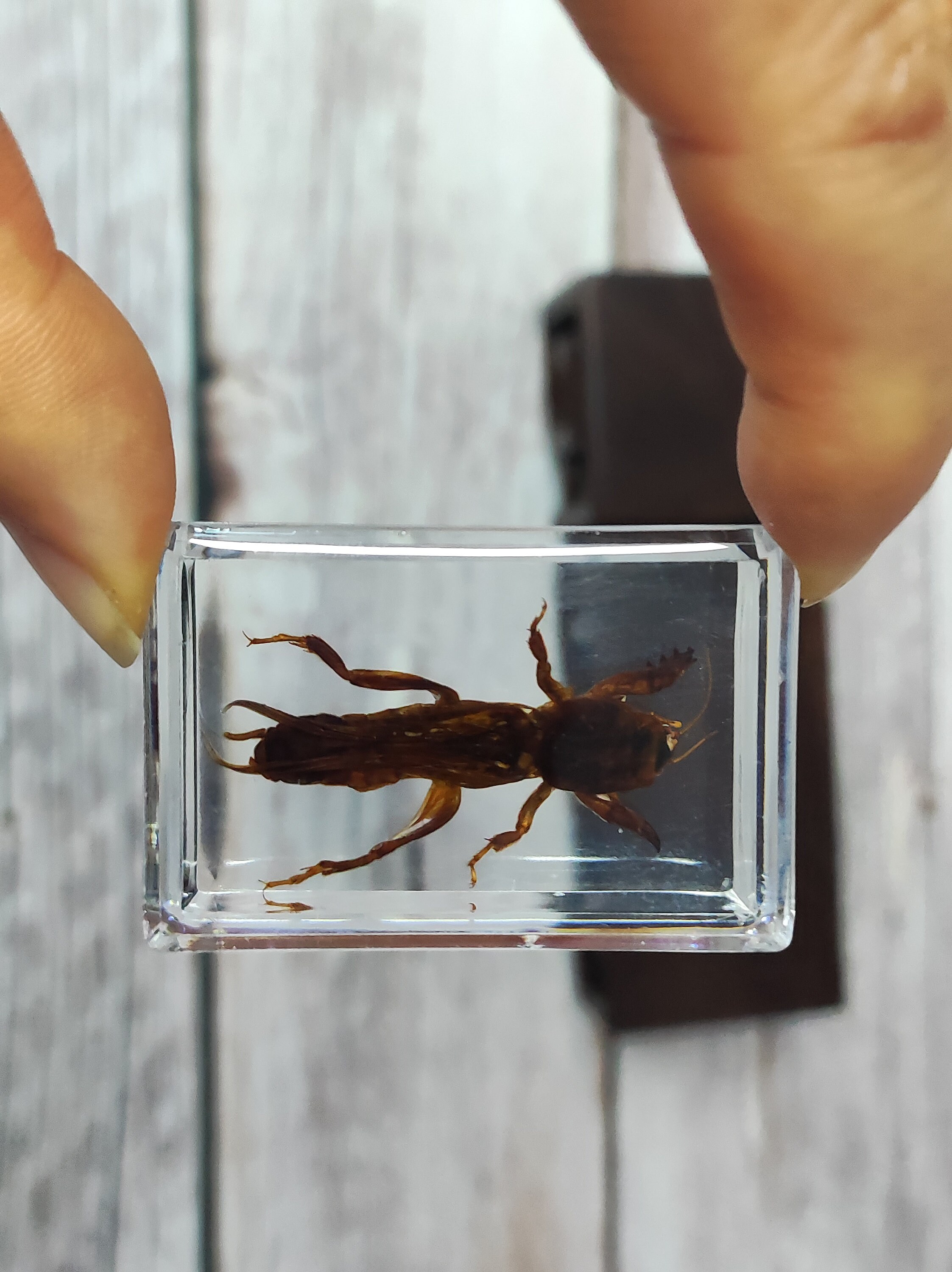 Get 1 Piece Real Insect Mole Cricket Small Insect Taxidermy in Resin ...