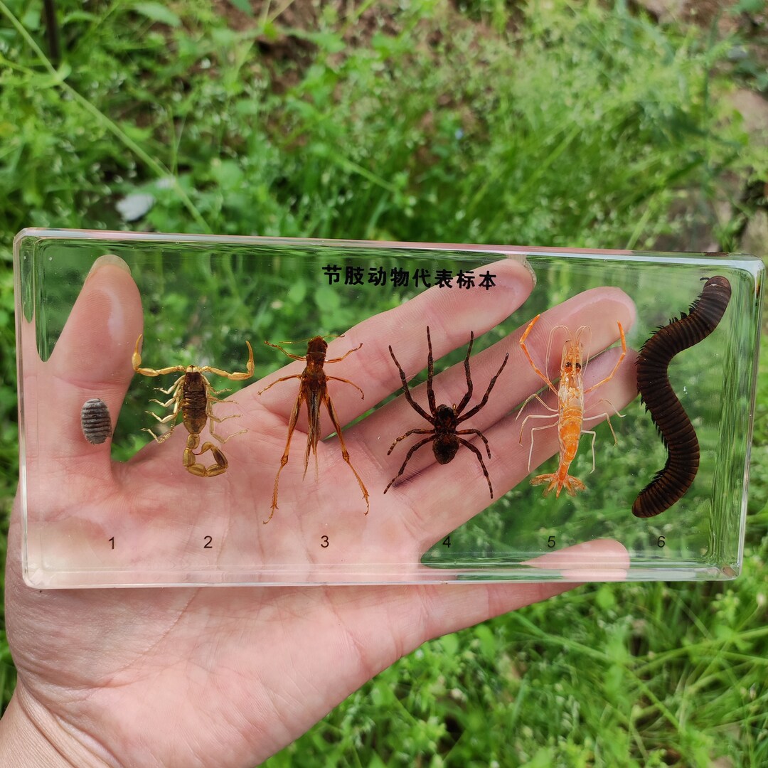 Real Arthropod Representatives Specimens Taxidermy in Resin Block ...