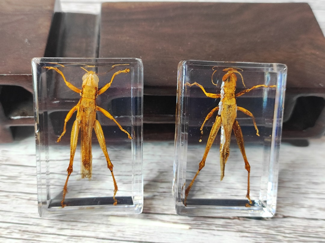 Get1 Piece Real Cricket Taxidermy in Resin Block Charms Transparent ...