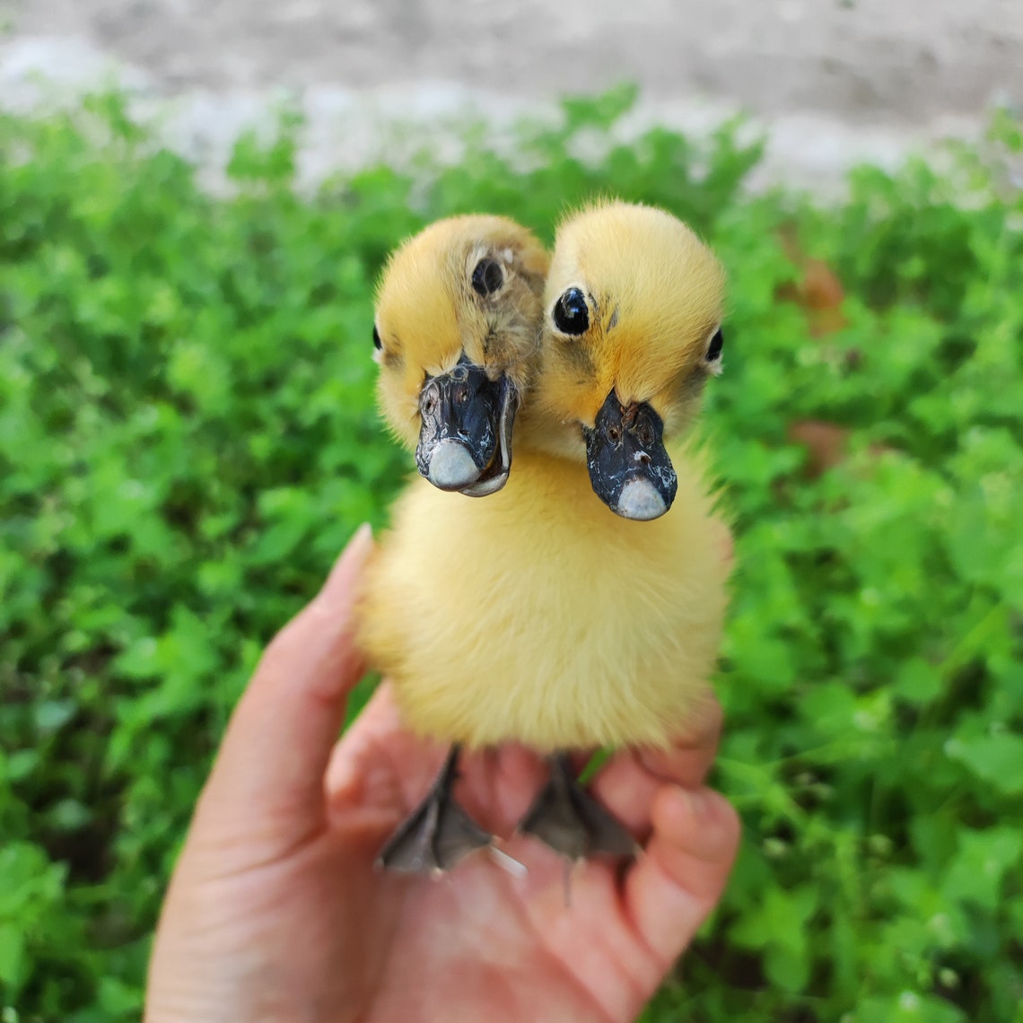 Stuffed Two Head Baby Duck Taxidermy Ornaments Oddities Curiosities ...