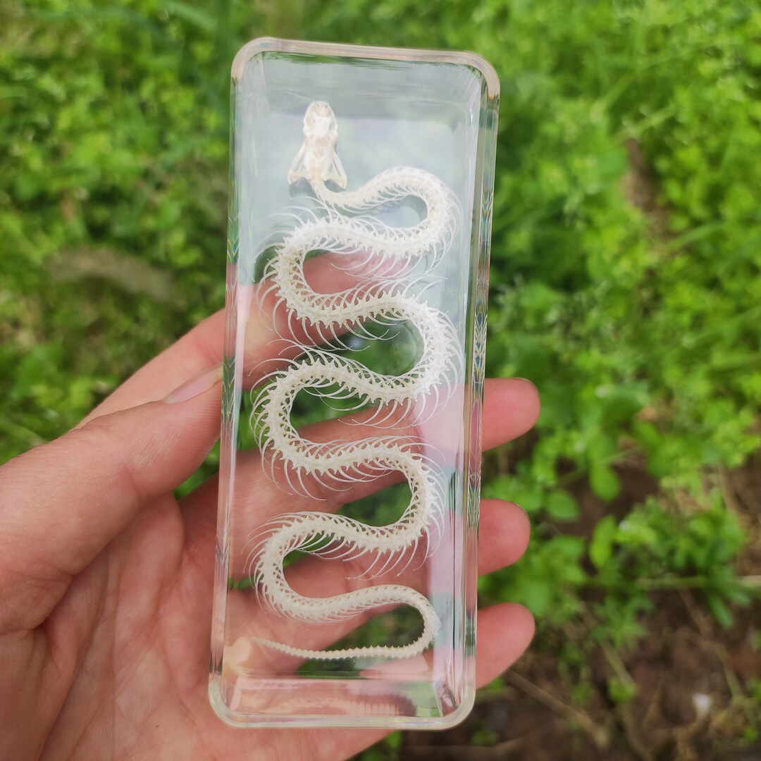 Real Snake Skeleton, Snake Skull Taxidermy, Snake Fangs in Resin Block ...