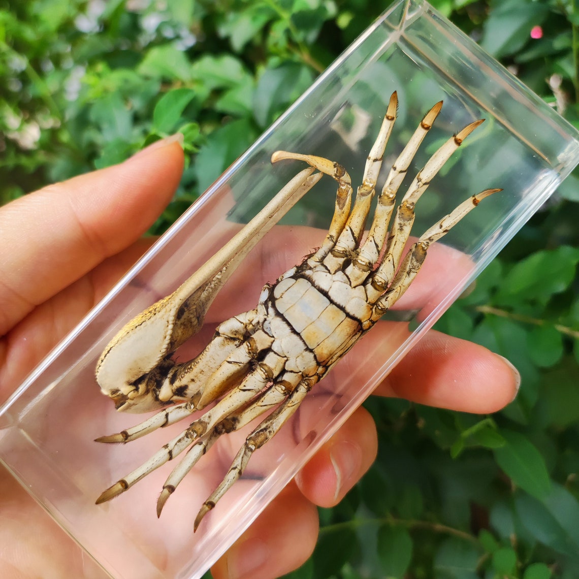 Natural Arc Edge Fiddler Crab Taxidermy in Transparent Lucite Block ...