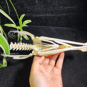 Get 1 Real Fish Skeleton,fish Bone,fish Taxidermy,in Natural Fish Bone ...