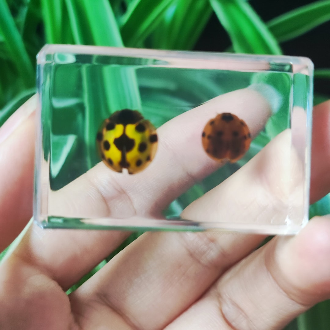 Get 1 Real Insect Ladybug Taxidermy in Resin Block Charms Transparent ...