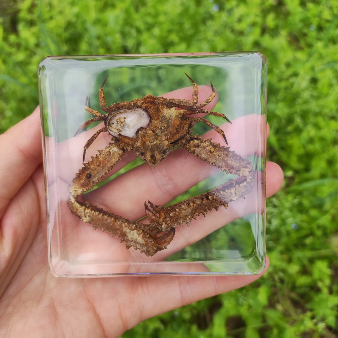 Get 1 Real Funny Crab Taxidermy in Resin Block Charms Transparent Small ...