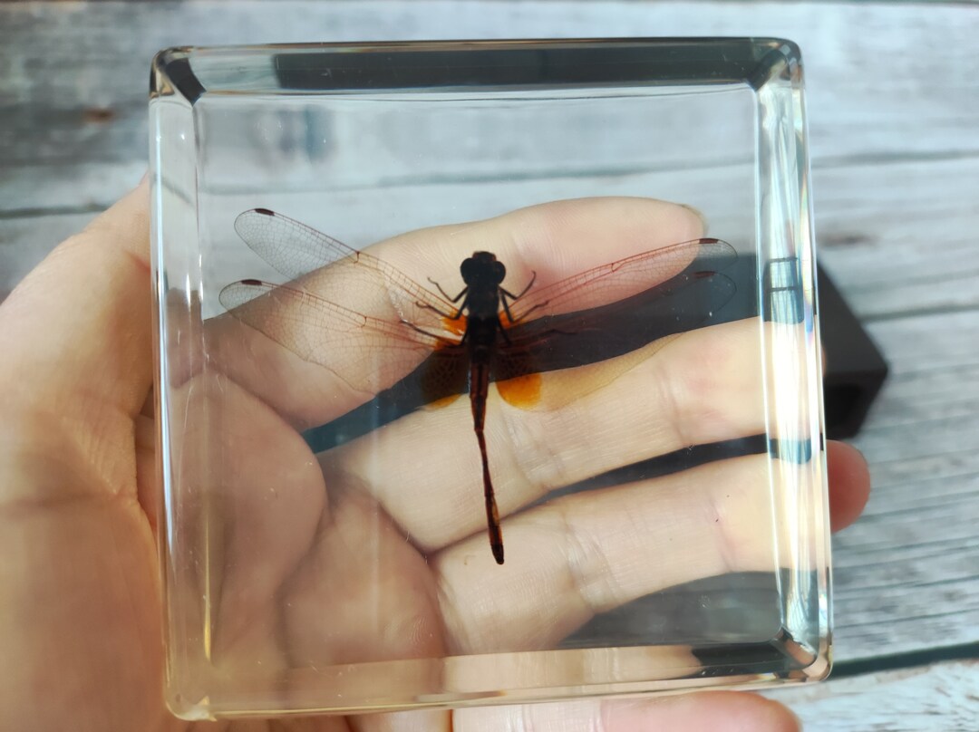 Get 1 Real Dragonfly Taxidermy in Resin Block Charms Transparent Small ...
