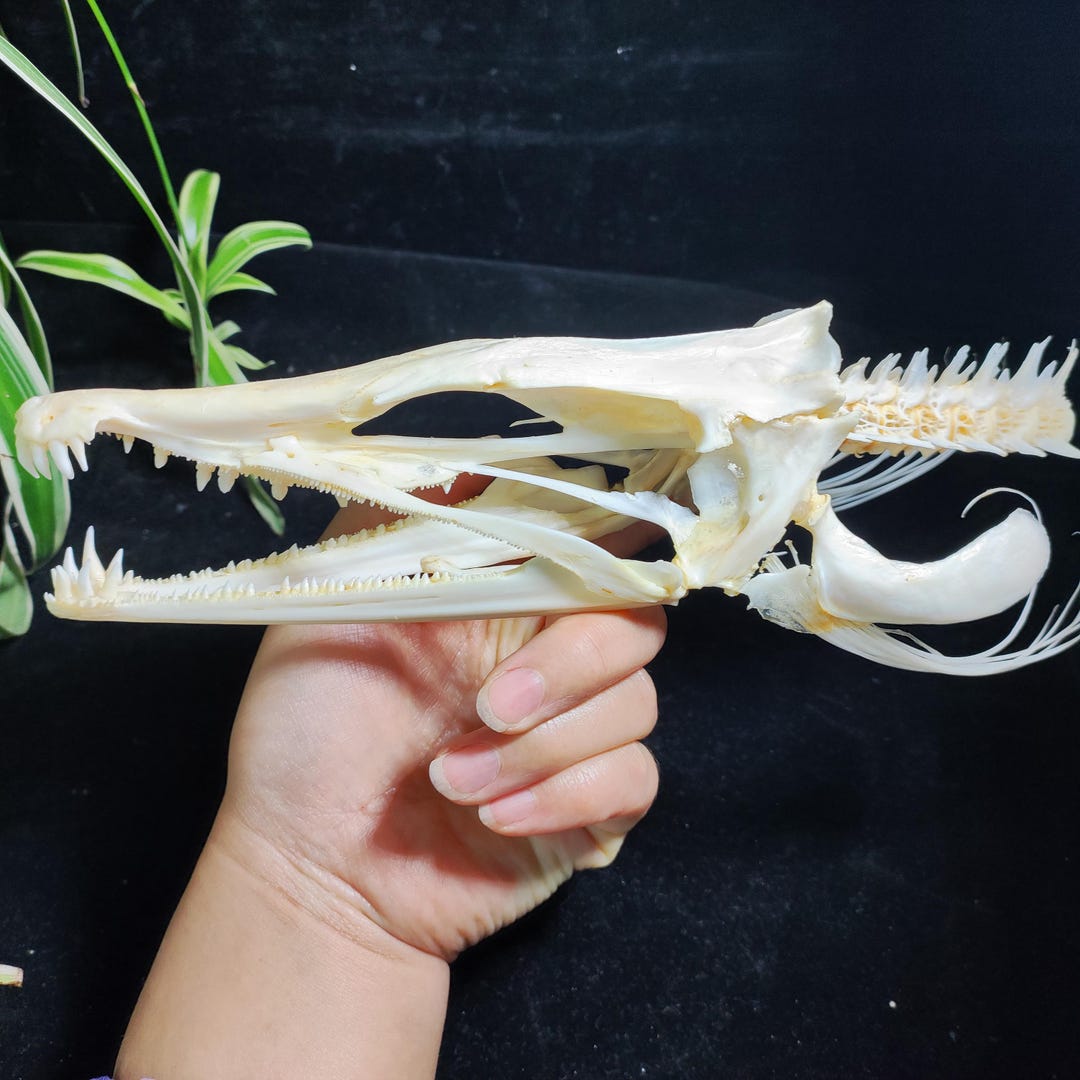 Get 1 Real Fish Skeleton,fish Bone,fish Taxidermy,in Natural Fish Bone ...