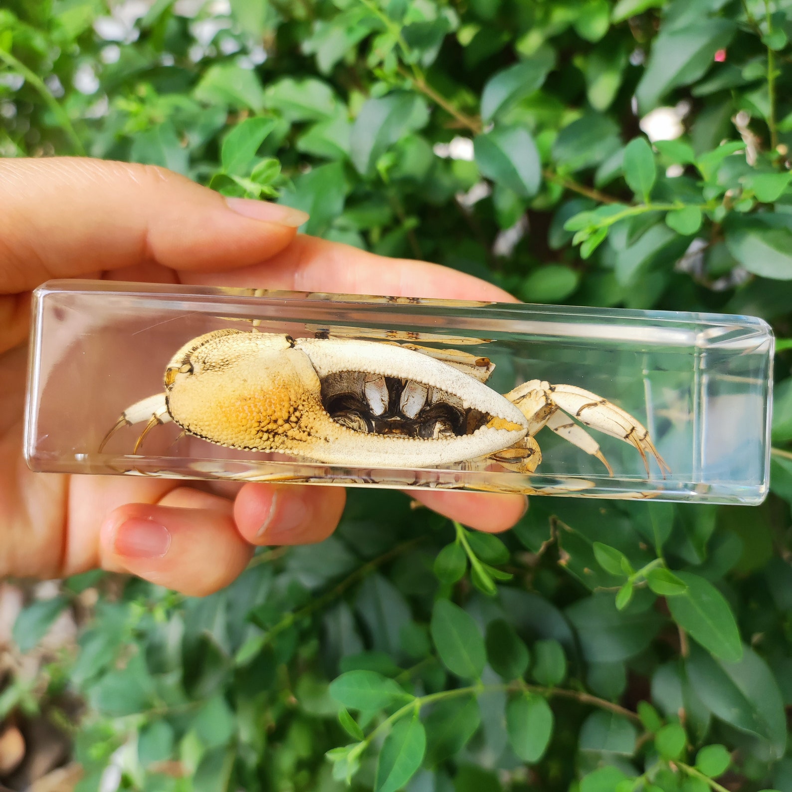 Natural Arc Edge Fiddler Crab Taxidermy in Transparent Lucite Block ...