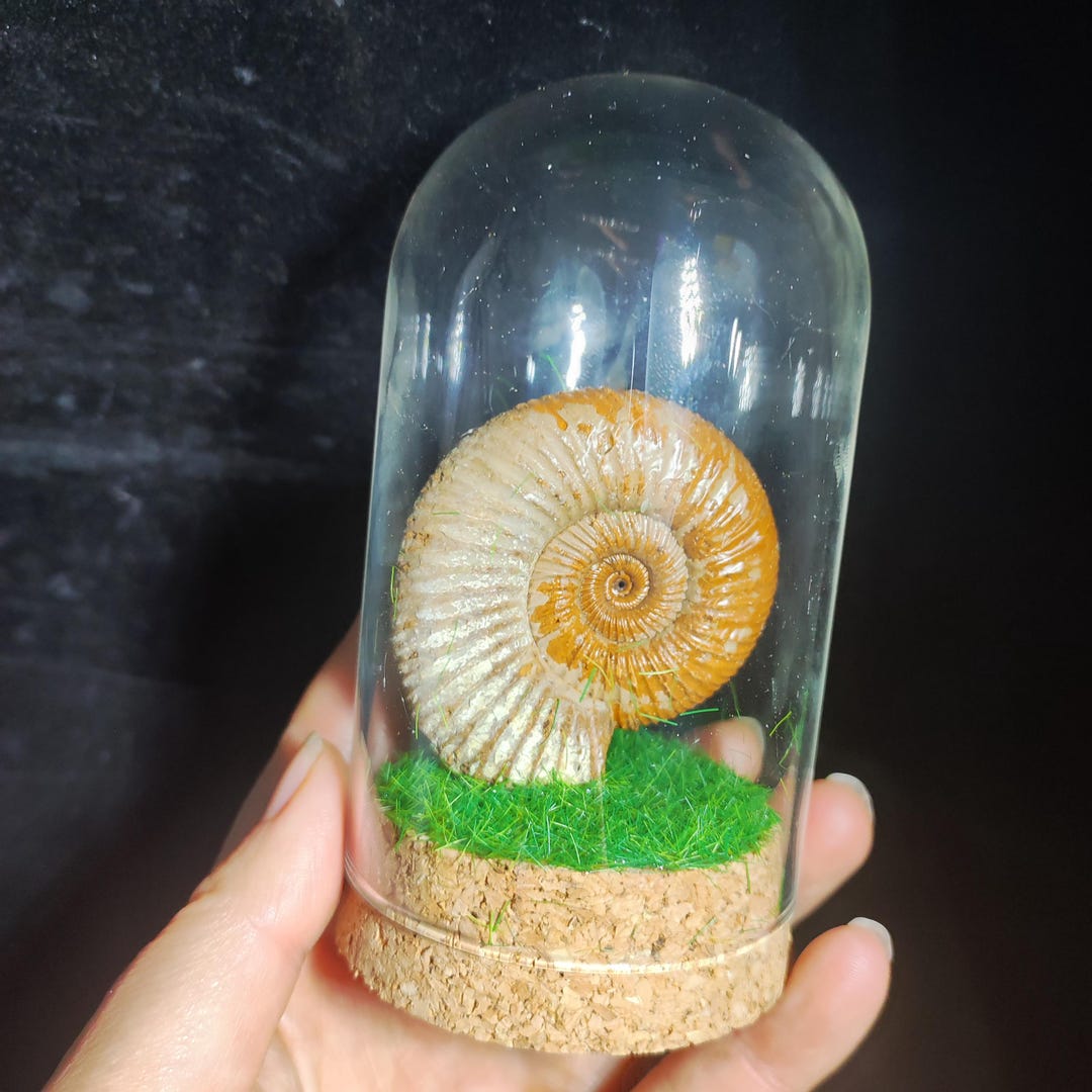 Tentacle Conch Fossil in Glass Dome Jar Bottle Display Specimen of ...