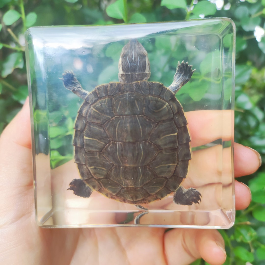 Get 1 Real Sea Turtles Taxidermy in Resin Block Charms Transparent ...