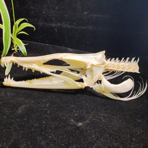 Get 1 Real Fish Skeleton,fish Bone,fish Taxidermy,in Natural Fish Bone ...