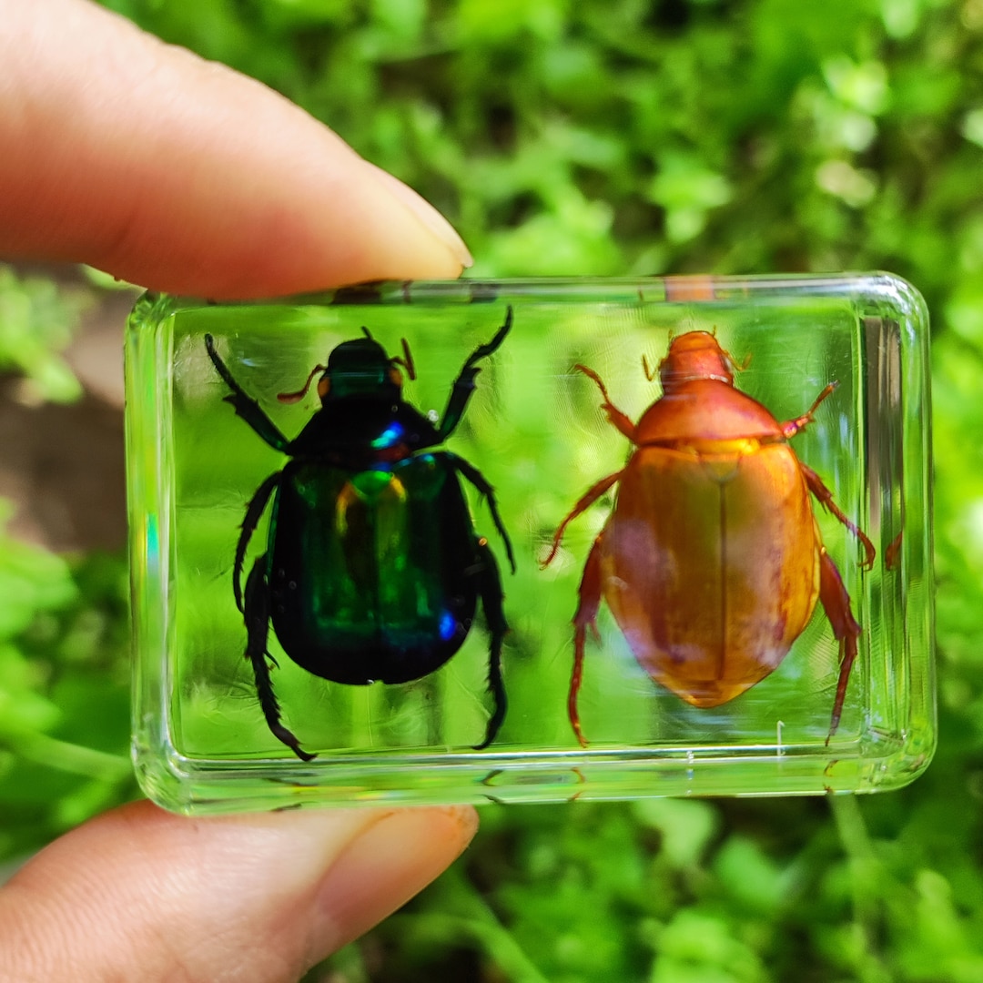 Get 1 Real Insect Two Beetles Taxidermy in Resin Block Charms ...