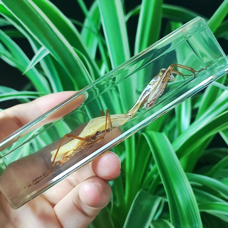 Get 1 Real Praying Mantis Taxidermy in Resin Block Charms Transparent ...
