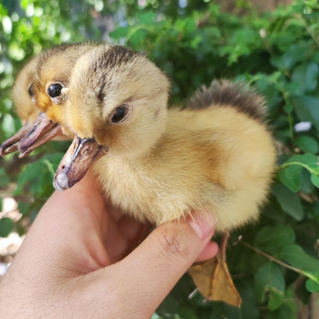 Stuffed Three Head Baby Duck Taxidermy Ornaments Odditiescuriosities ...