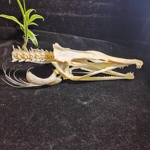 Get 1 Real Fish Skeleton,fish Bone,fish Taxidermy,in Natural Fish Bone ...