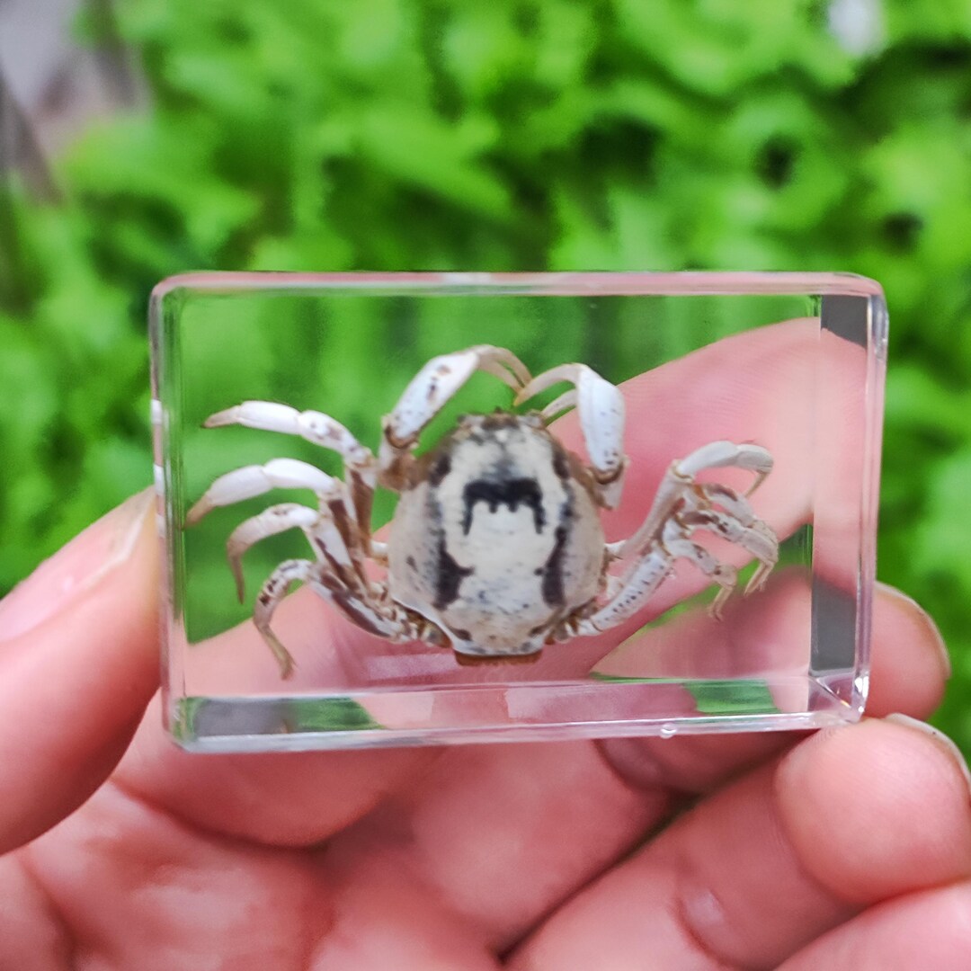 Natural Crab Taxidermy in Transparent Lucite Block Paperweight Deep Sea ...