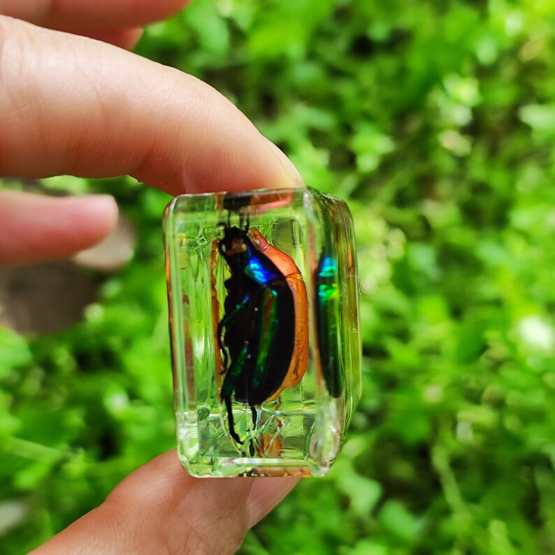Get 1 Real Insect Two Beetles Taxidermy in Resin Block Charms ...