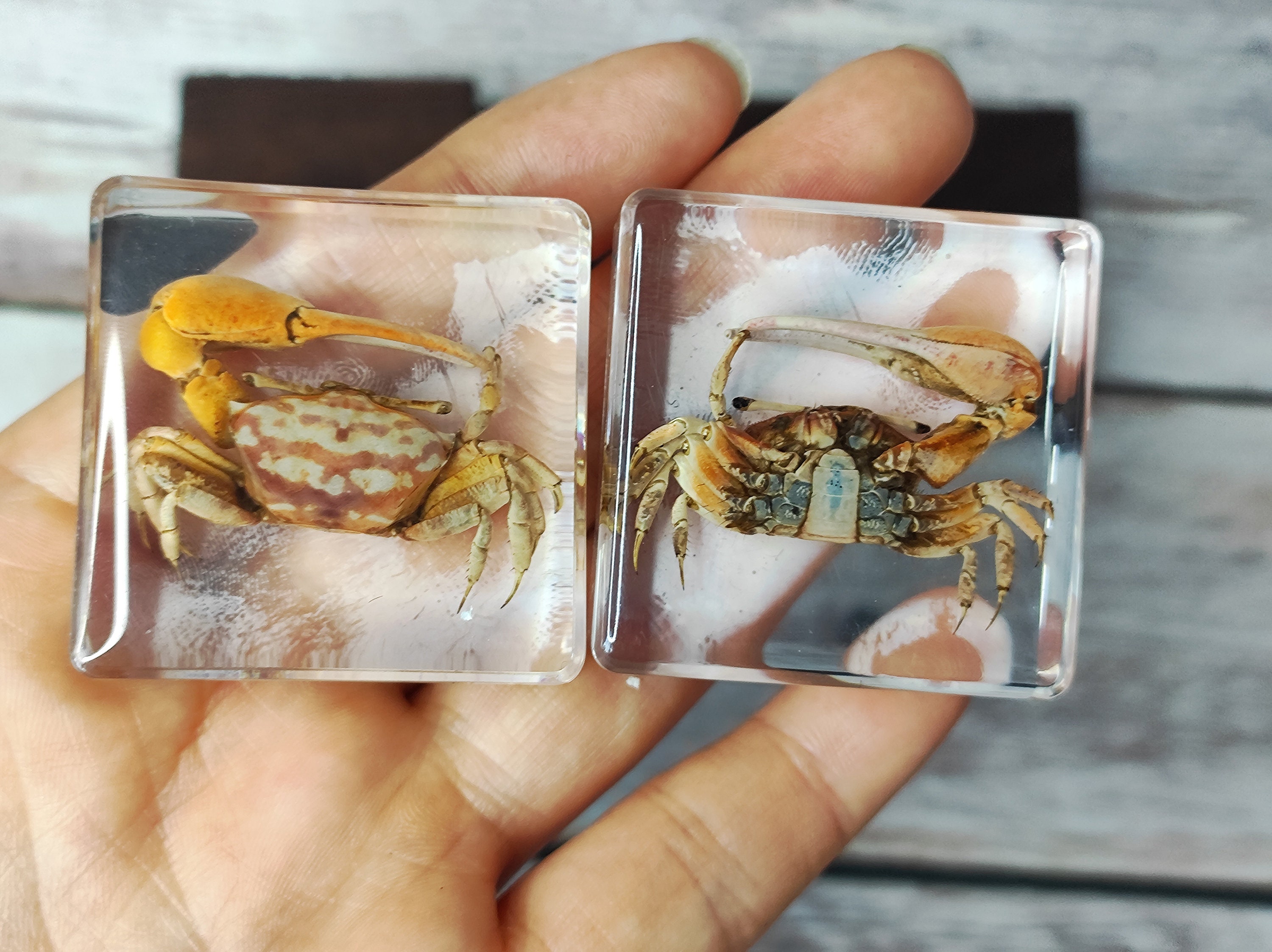 Get 1 Piece Real Crab Sea Animal Small Crab Taxidermy in Resin Block ...