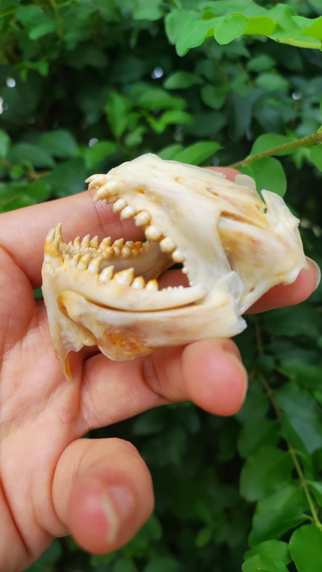 Real Small Fish Skeleton,fish Bone,fish Taxidermy,in Natural Fish Bone ...