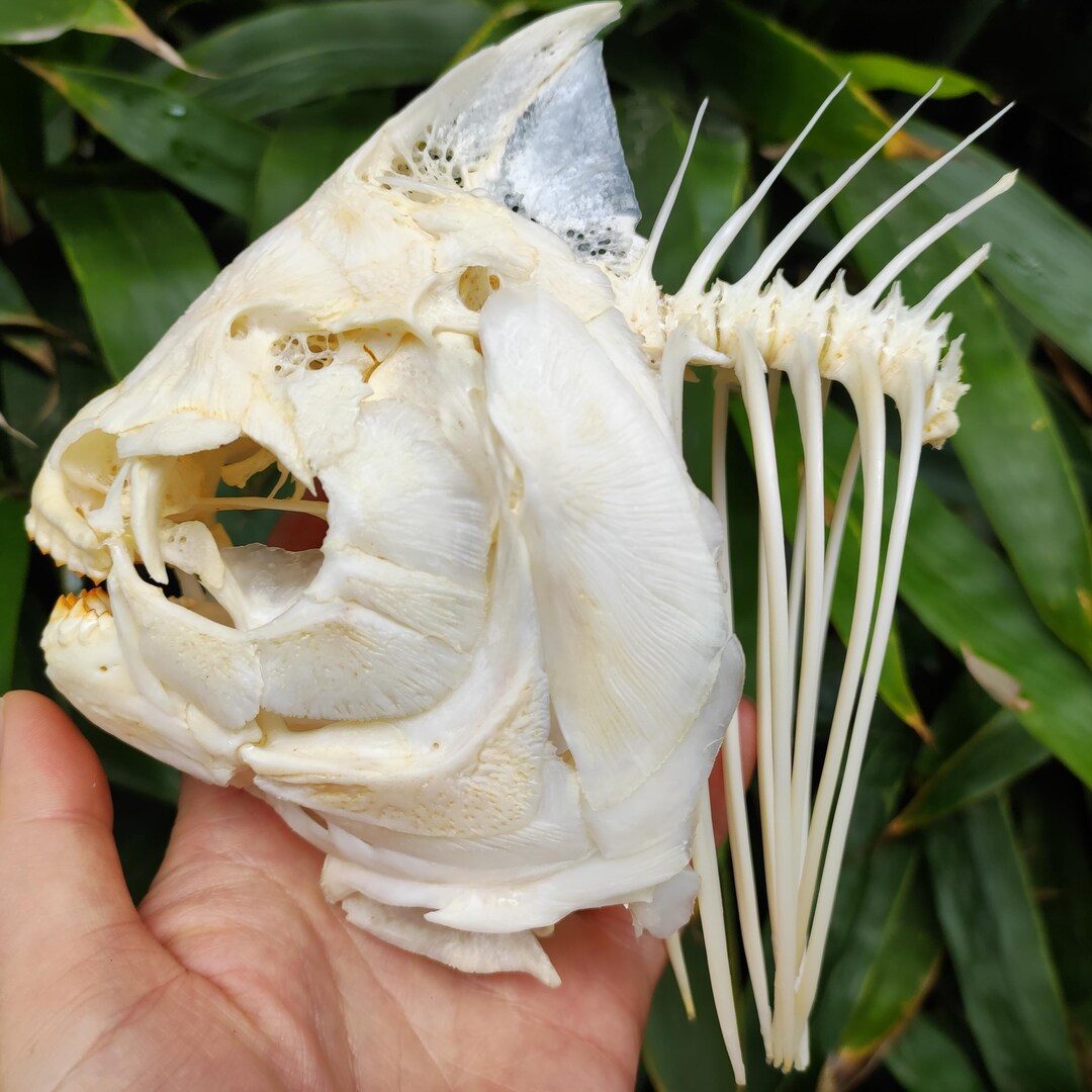 Real White Pomfret Skull, Pampus Argenteus Fish Bone, Fish Taxidermy ...