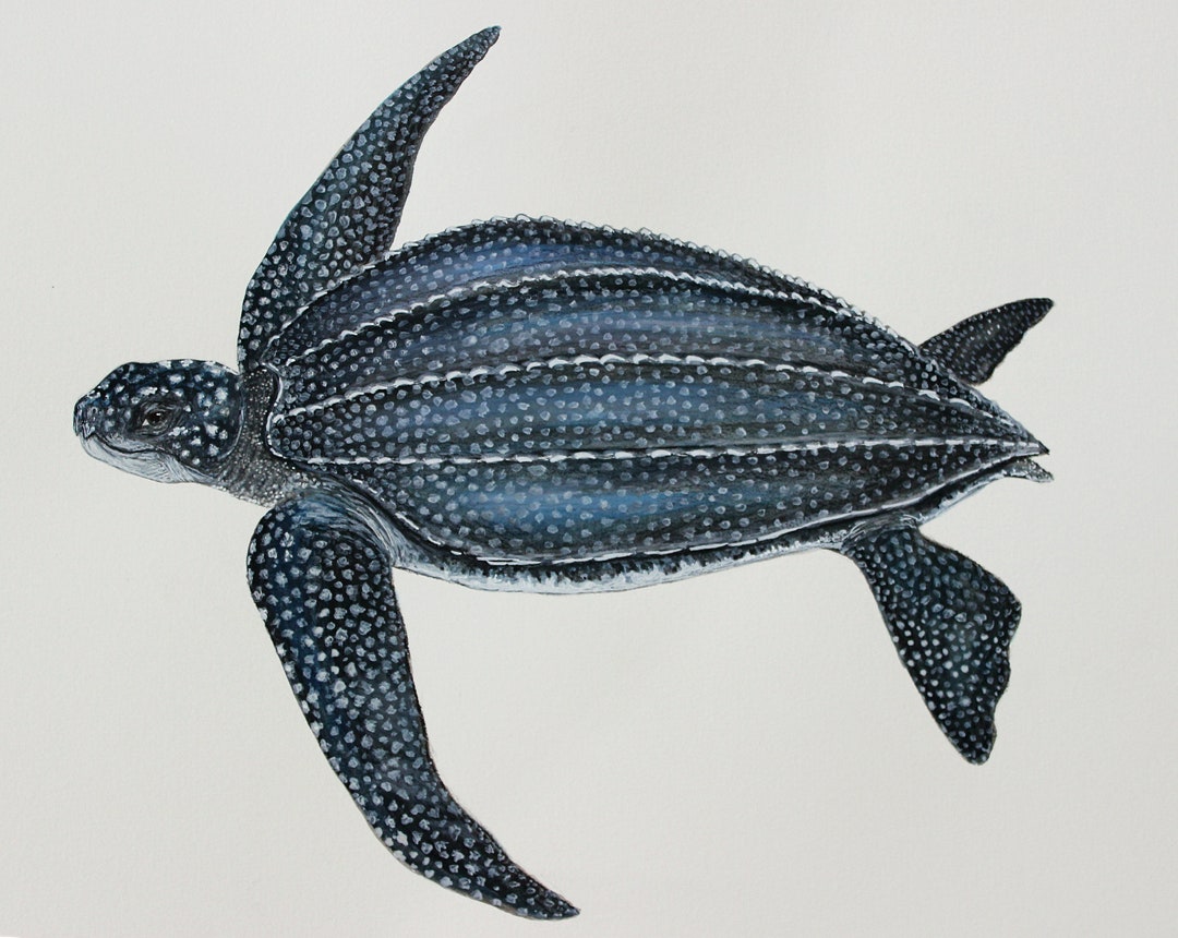 Watercolor Leatherback Sea Turtle - Etsy