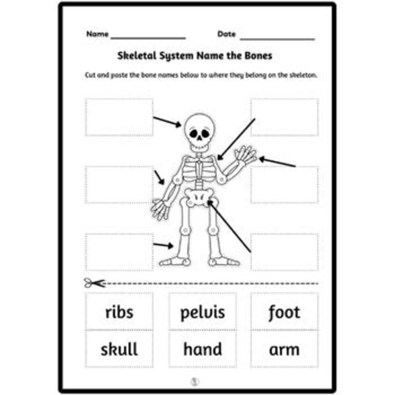 Skeletal System Activities | Labeling & Cut and Paste Bones - Etsy