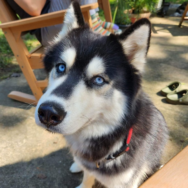 Democrat Shirt - Etsy