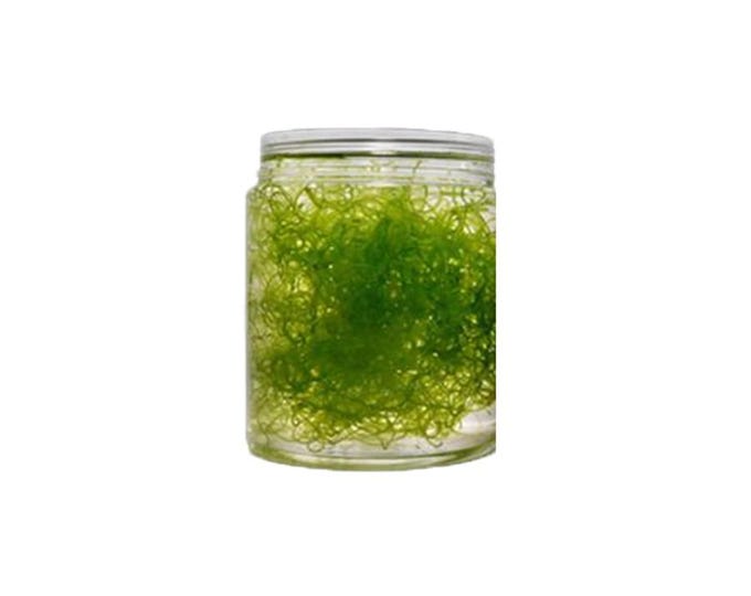 LIVE | 10-pack Macro Algae Sampler | Macro Algae/macroalgae Coral for ...
