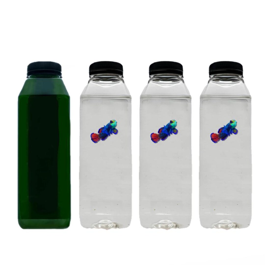 3 Bottles of Copepods TISBE TIGGER APEX Pods + Phytoplankton | Free ...