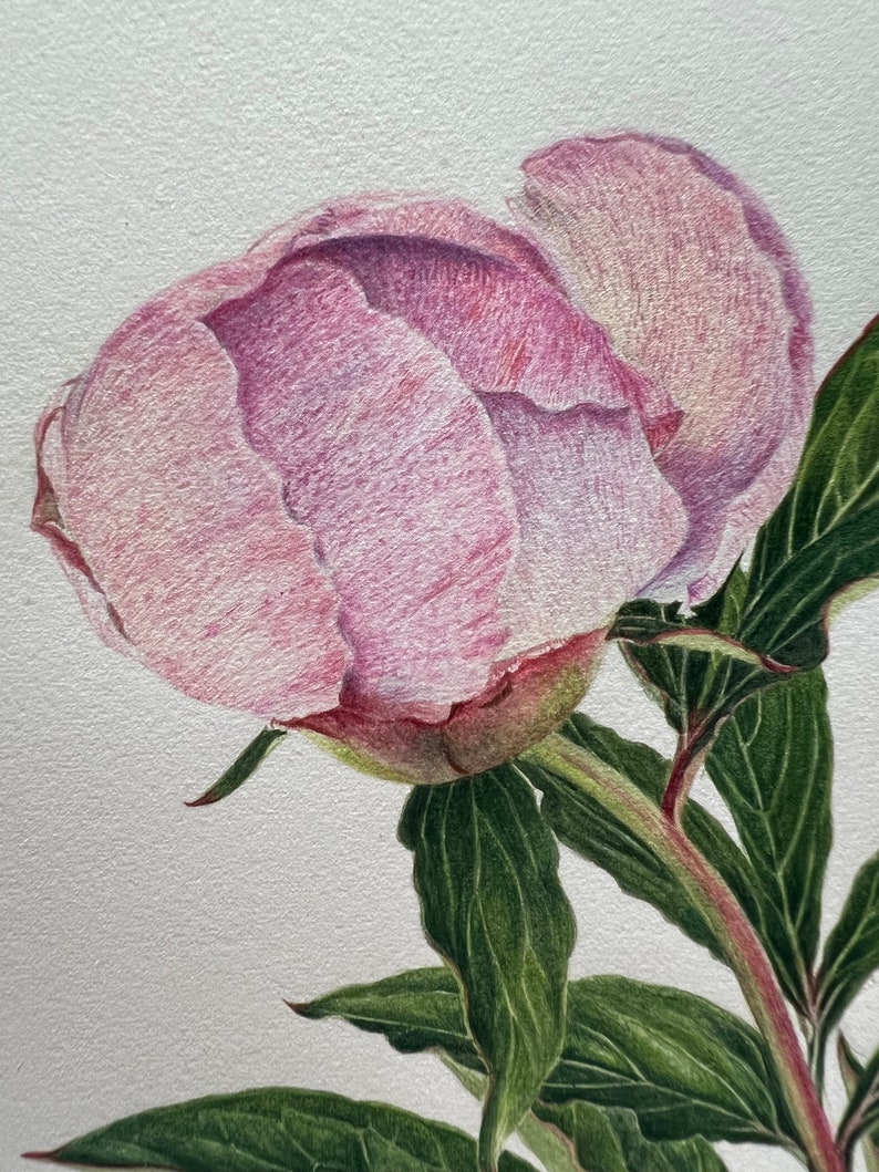 IRENE MAY GILBERT Peony - Etsy