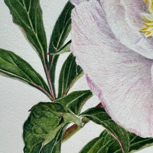 IRENE MAY GILBERT Peony - Etsy