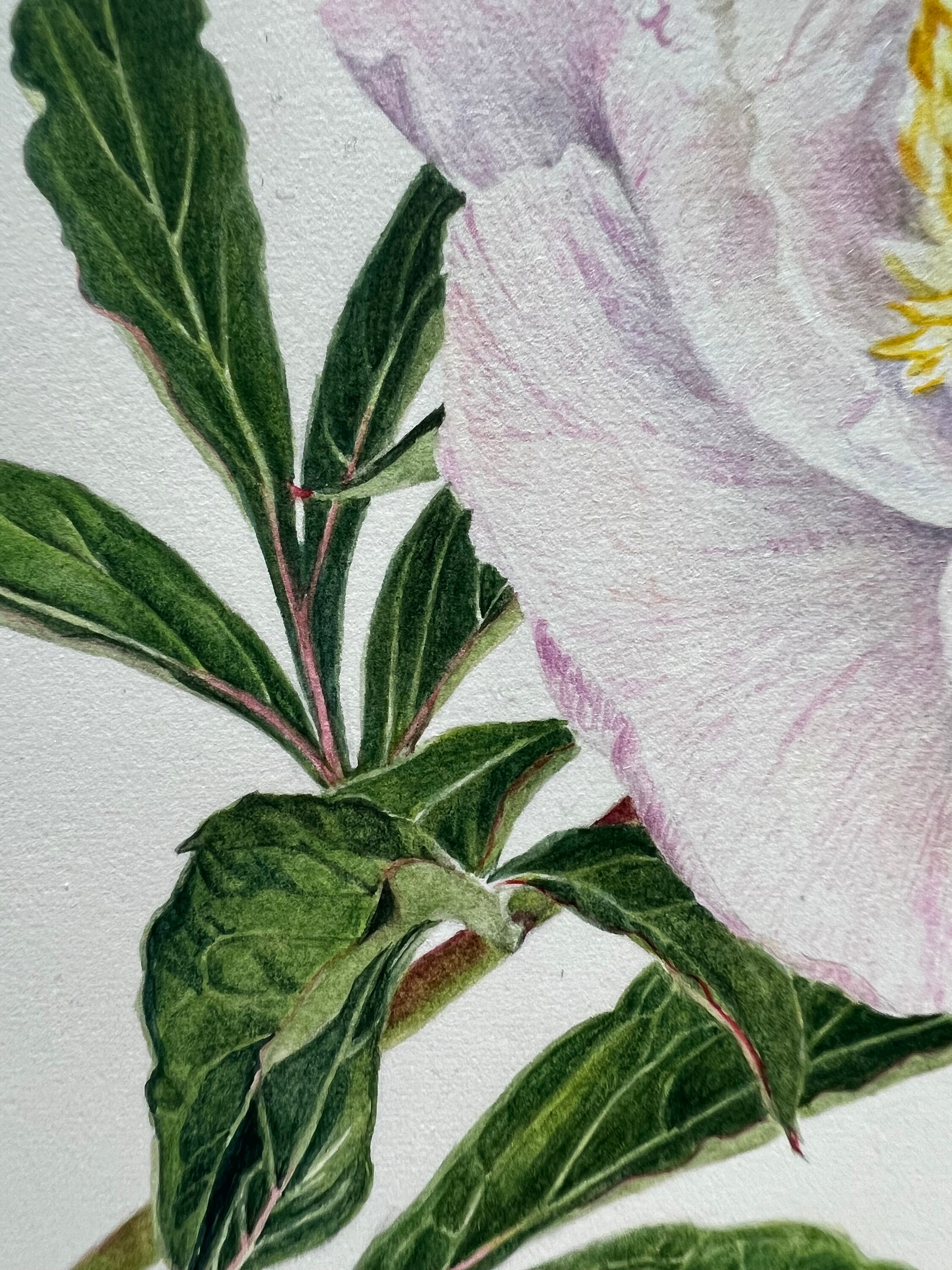 IRENE MAY GILBERT Peony - Etsy