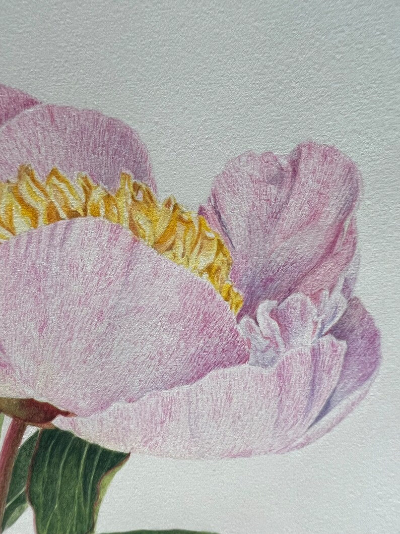 IRENE MAY GILBERT Peony - Etsy