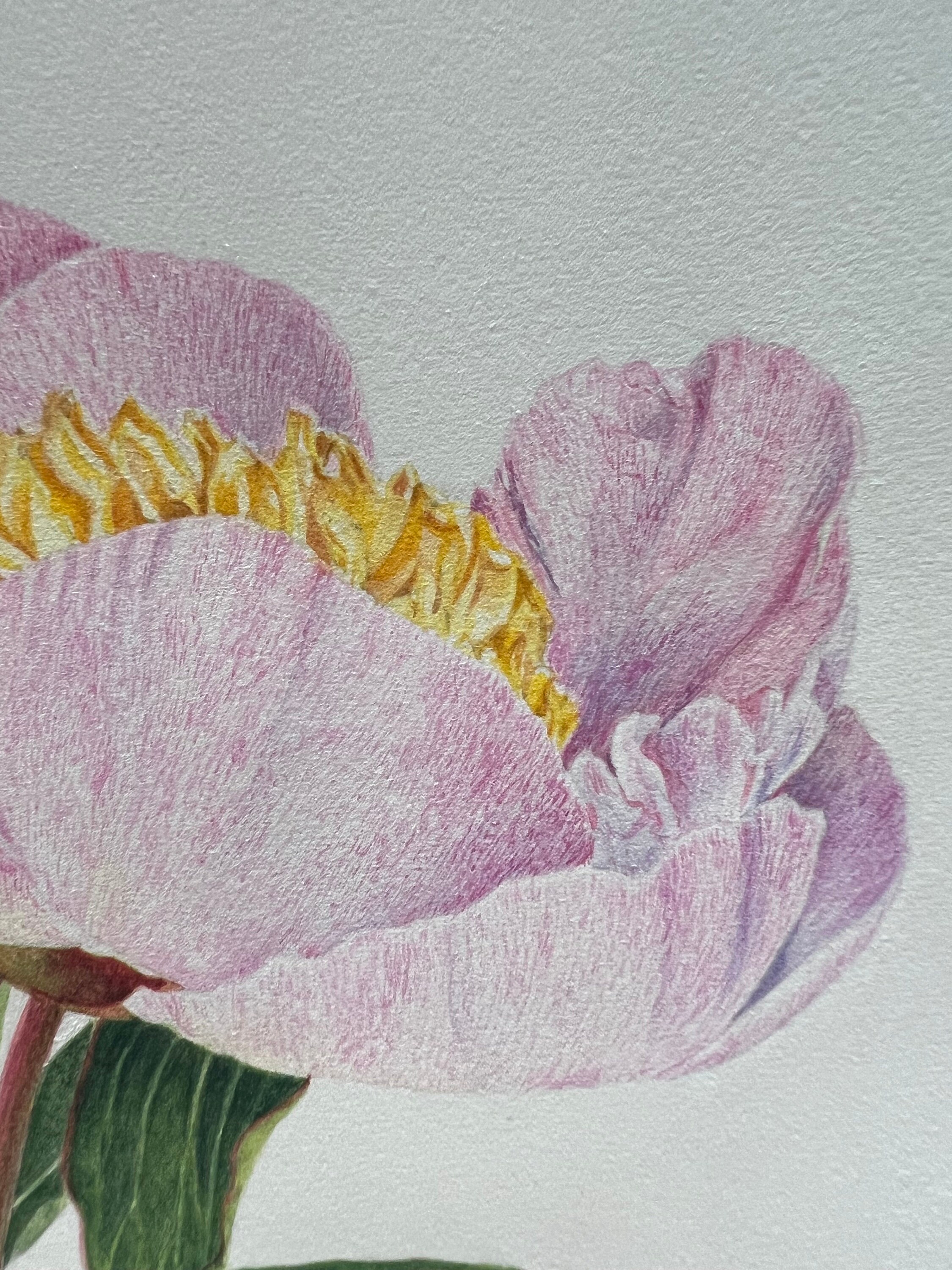 IRENE MAY GILBERT Peony - Etsy