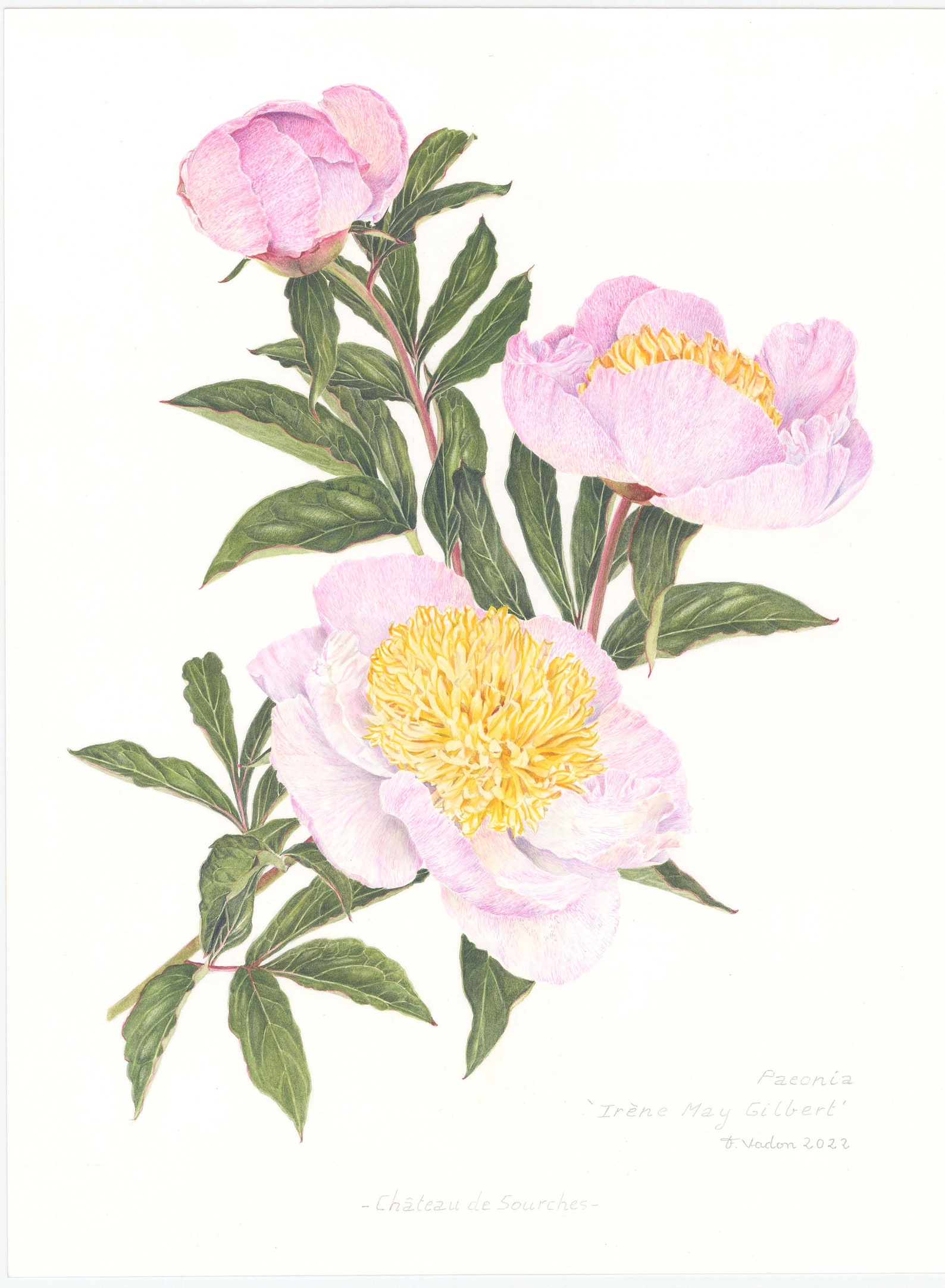 IRENE MAY GILBERT Peony - Etsy