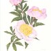 IRENE MAY GILBERT Peony - Etsy