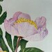 IRENE MAY GILBERT Peony - Etsy