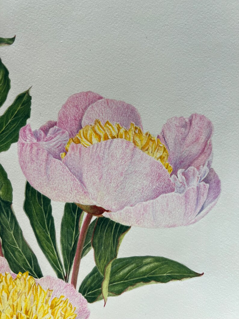 IRENE MAY GILBERT Peony - Etsy