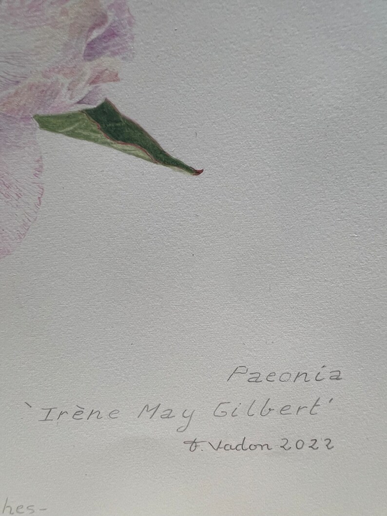 IRENE MAY GILBERT Peony - Etsy